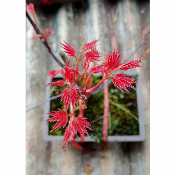 Jual bibit pohon maple Japanese red - Kab. Bogor - pusat talenan daging ...