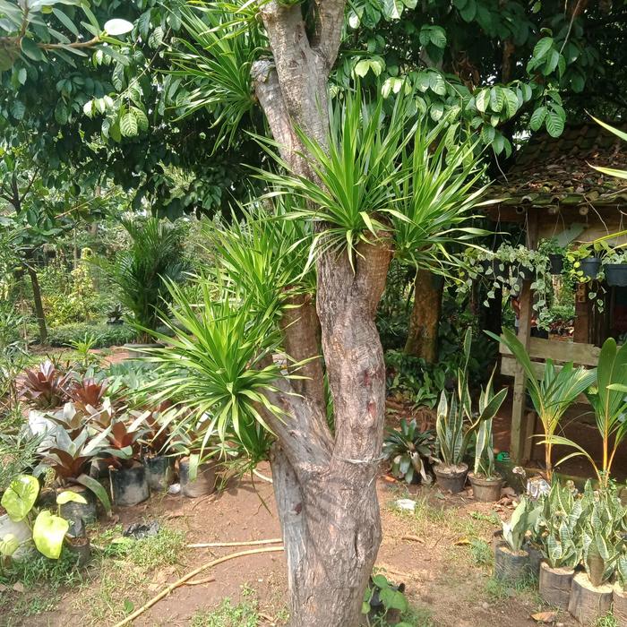 Jual pohon pandan bali tanaman hias sesuai gambar - Kota Depok - taman ...