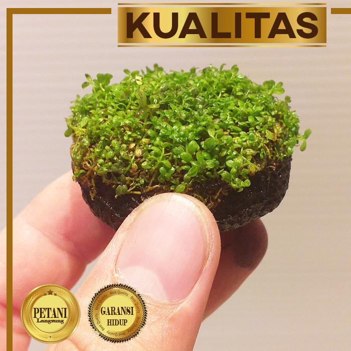 Jual HC Cuba Wabikusa Tanaman Air Aquascape Rumput Carpet Hias Aquarium ...
