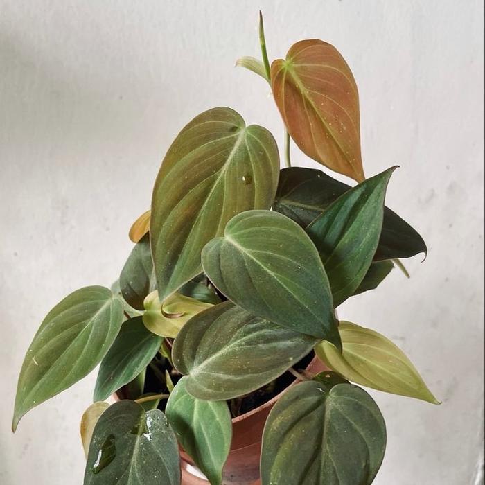 Promo Tanaman Hias Philodendron Micans - Philo Mican Tanaman Hias ...