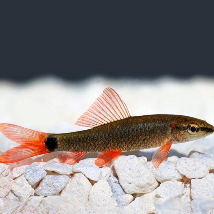 Jual Ikan Red Fin Shark Aquascape Ikan Red Fin Black - Kota Depok ...