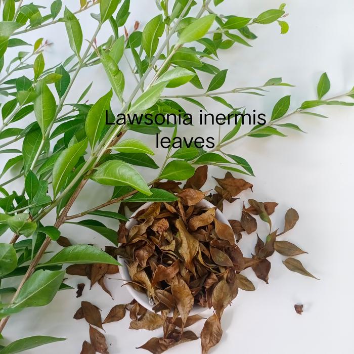 Jual Daun pacar kuku kering/Lawsonia inermis - Kota Palembang - king of ...