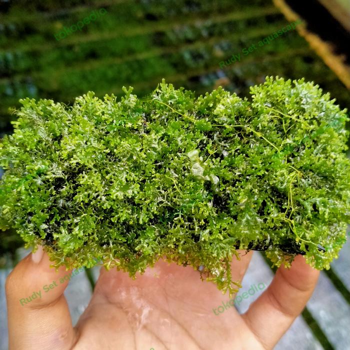 Jual mos ricardia media pakis aquascape - Kab. Bogor - Rudy Set ...