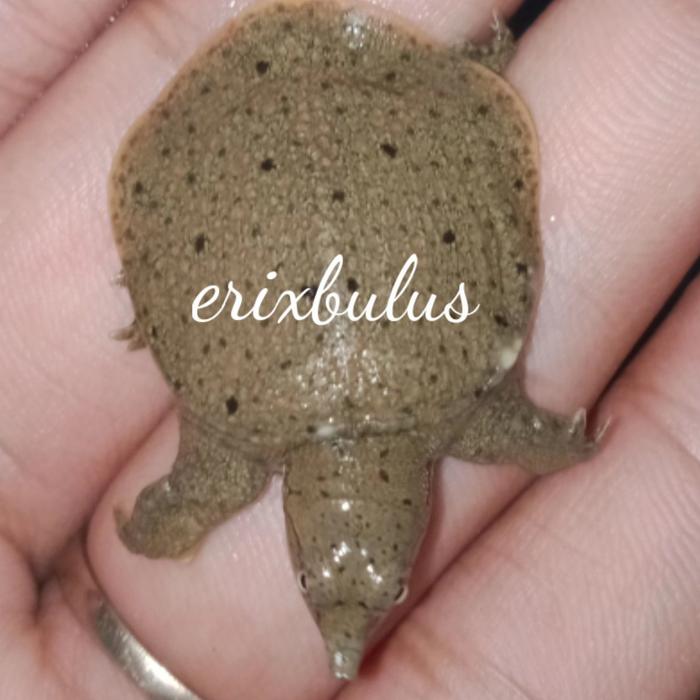 Jual baby bulus labi labi BERGARANSI - Kab. Kuningan - erixbulus ...