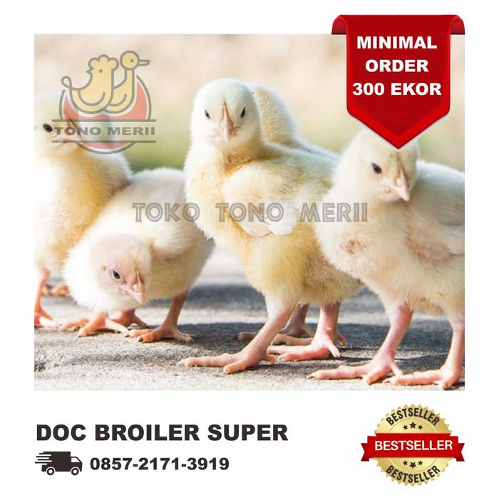 Jual DOC Anak Ayam Broiler Super Japfa MB 202 - Jakarta Timur - Tono ...