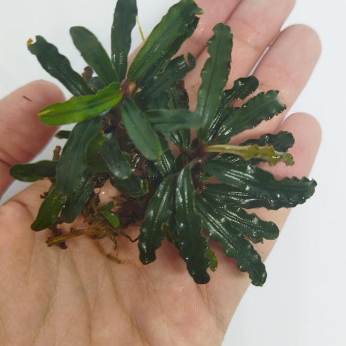 Jual Bucephalandra Red Velvet Porsi clump kecil - Kab. Tasikmalaya ...