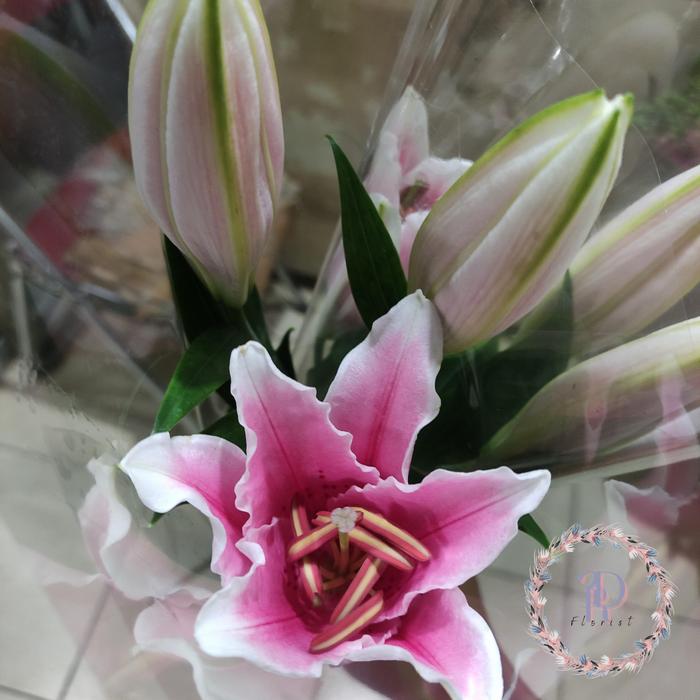 Jual Bunga Lily Casablanca (Bunga Segar Lokal) - Pink, Lokal - Jakarta ...