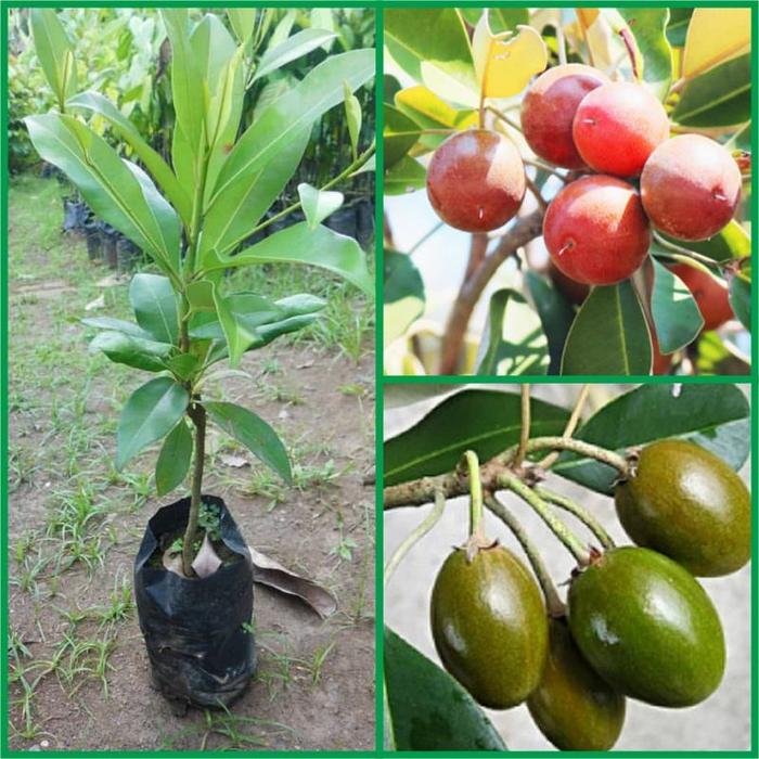 Jual Bibit Buah Sawo Kecik Tanaman Buah Langka Super Genjah Kota Tangerang Argo Bibit