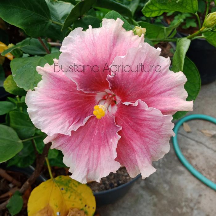 Jual Tanaman Hias Kembang Sepatu Ungu Langka Impor - Kab. Sidoarjo ...