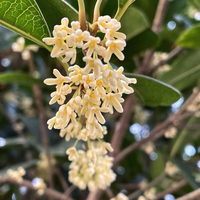 Jual Bibit tanaman bunga wangi sweet osmanthus/fragrant olive (O ...