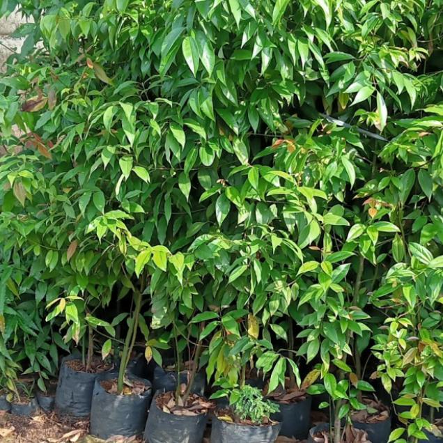 Pohon Kayu Manis