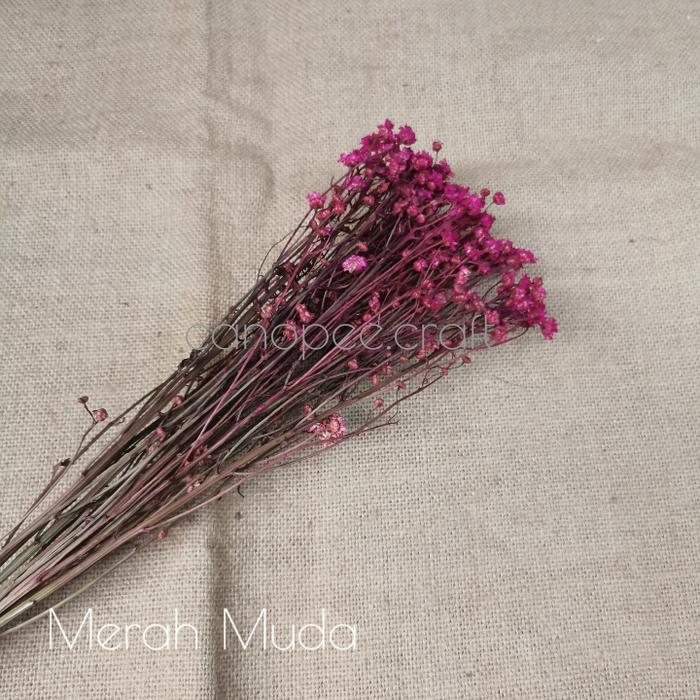 Jual Bunga Kering Dekorasi Camelia Dried Flower - Merah Muda - Kota ...