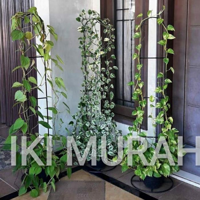 Jual Standing Rak Besi Rambat/Rak Tanaman Rambat/Rak Bunga Rambat ...