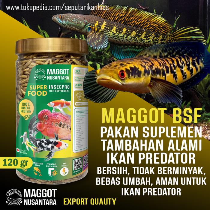 Jual PAKAN SUPLEMEN ALAMI IKAN PREDATOR (CHANNA) - MAGGOT NUSANTARA ...