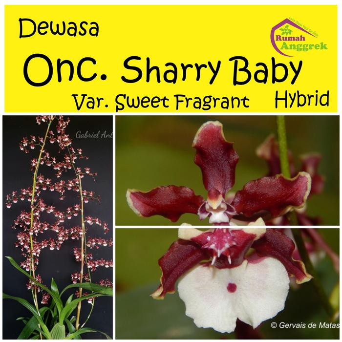 Jual Anggrek Oncidium Sharry Baby Sweet Fragrant dewasa bibit oncydium ...
