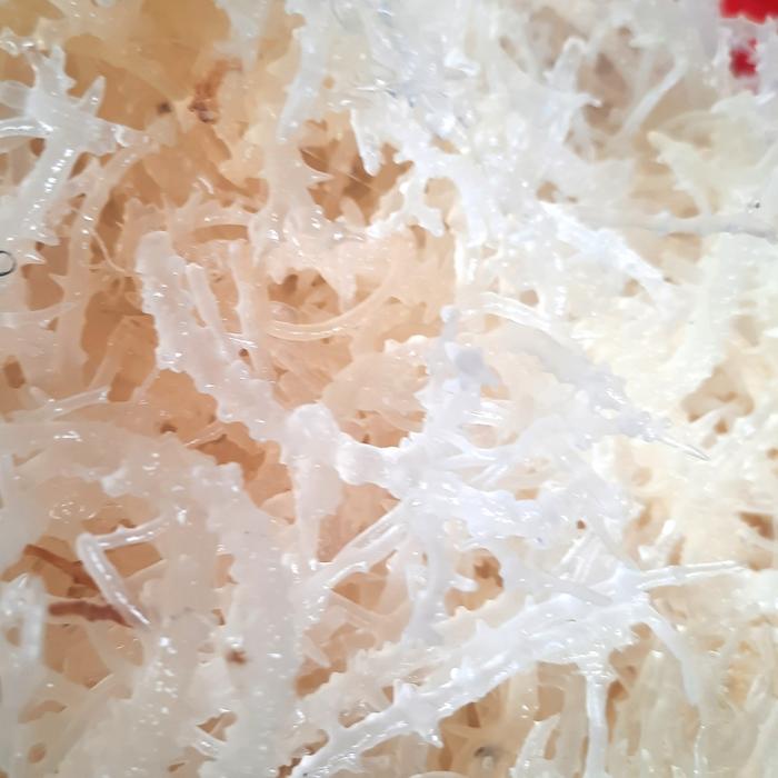 Jual RUMPUT LAUT SEGAR ORIGINAL TINGGI SERAT - Jakarta Barat - Saudagar ...