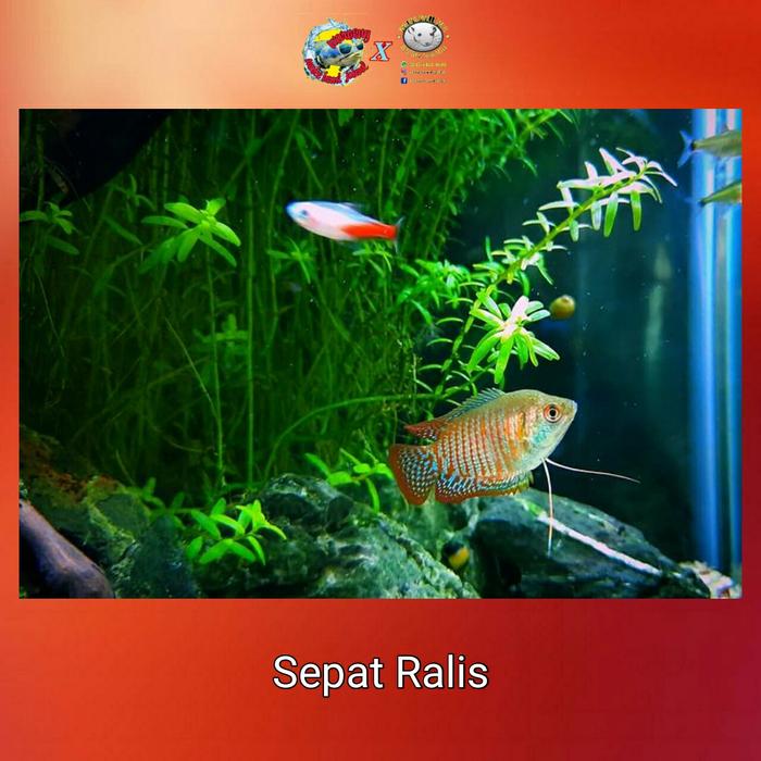 Jual Sepat ralis / ikan hias aquascape - Jakarta Selatan - waroeng ...