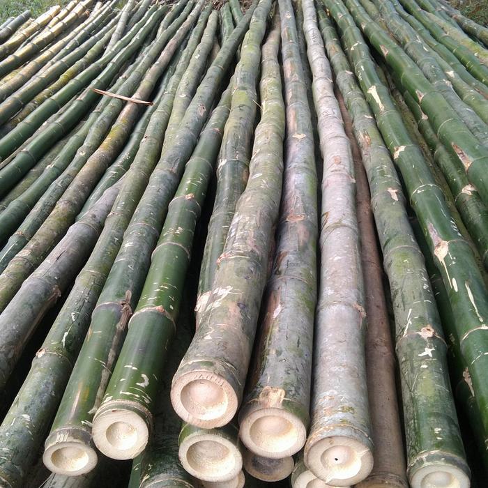 Jual BAMBU AMPEL BAMBU CRUCUK BAMBU STEGER 6M LEBIH - Kab. Karawang ...