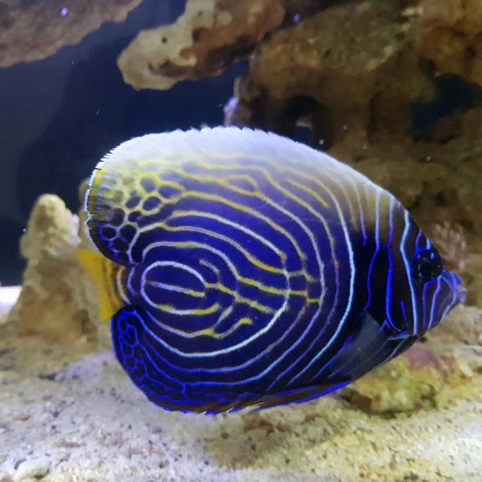 Jual ikan hias air laut - bluestone batman - Jakarta Selatan - mandiri ...