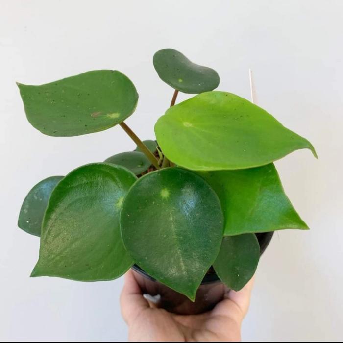 Jual Tanaman Hias Peperomia Rainrop / Chinese Money Plant / Inc Pot ...
