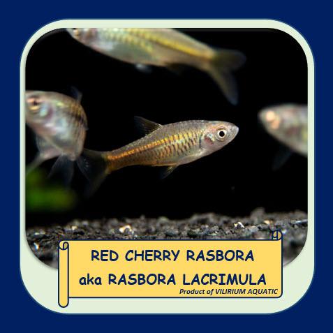 Jual IKAN HIAS AIR TAWAR - RED CHERRY RASBORA aka RASBORA LACRIMULA ...