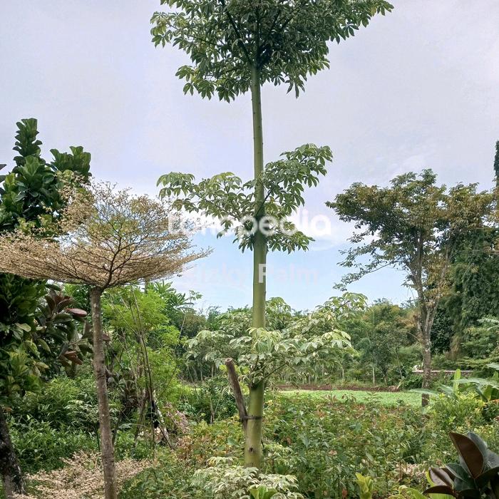 Jual Pohon Randu Variegata - Kota Tangerang - Rizky Palm | Tokopedia
