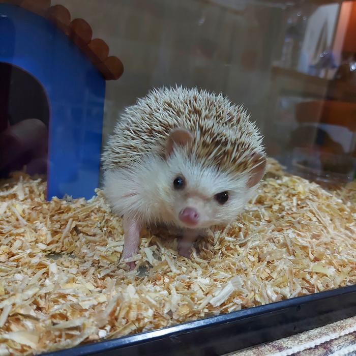 Jual Landak Mini (Pinto) - Full Set (incl. kandang, rumah, dll ...