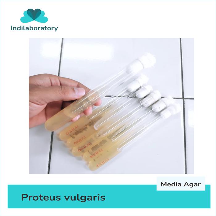 Jual Kultur Bakteri Proteus vulgaris - Kota Samarinda - Indilab ...
