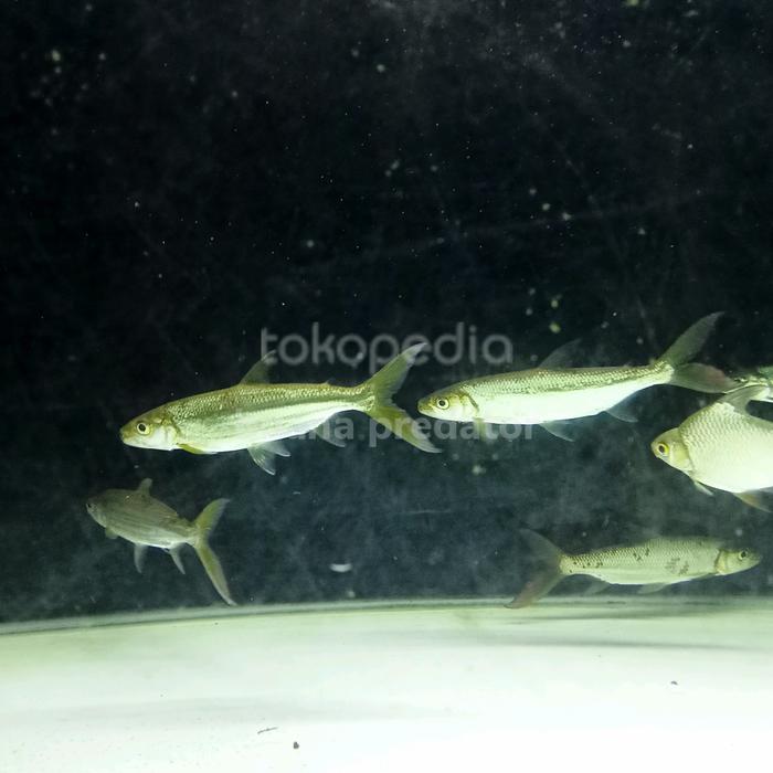 Jual ikan goliath tiger fish - Jakarta Selatan - buana predator | Tokopedia