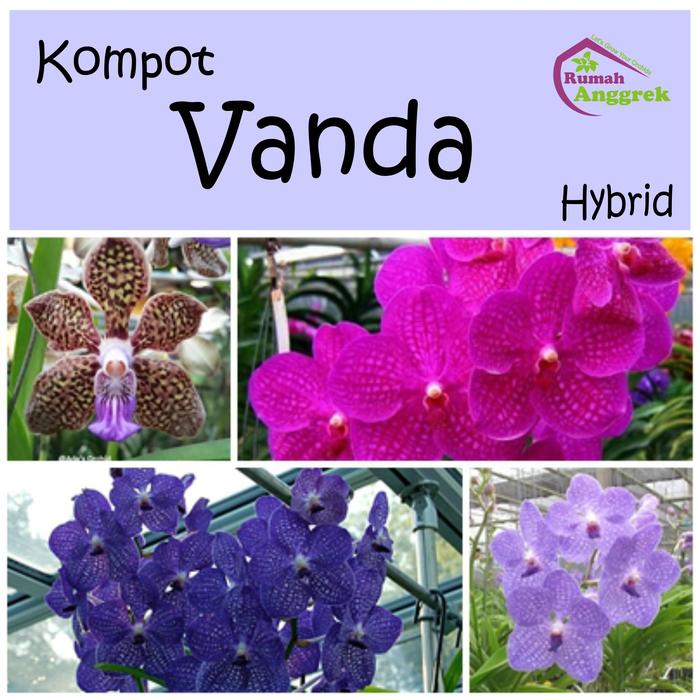 Jual Anggrek Kompot Vanda Hybrid bibit orchid hibrida panda benih ...