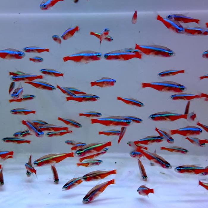 Jual cardinal tetra / ikan tetra / ikan neon cardinal / ikan cardinal ...