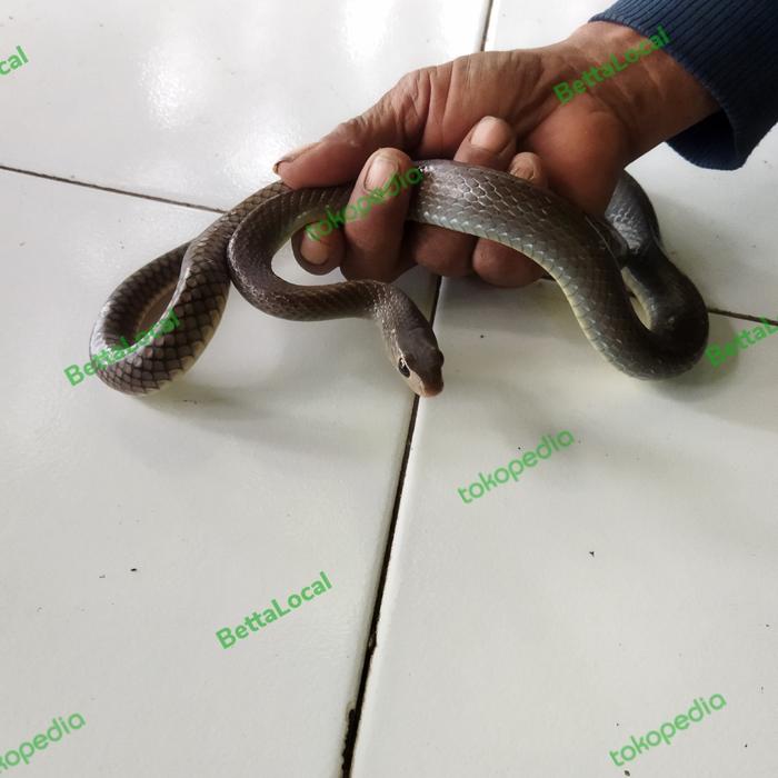 Jual ular koros/ular koros jinak/ular koros - Kab. Pangandaran ...