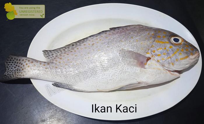 Jual Ikan Kaci Kaci 1Kg Hasil Laut Segar - Jakarta Barat - SegarLautAsia | Tokopedia