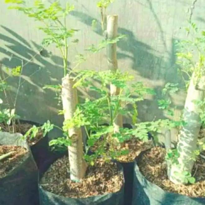 Jual Bibit setek pohon kelor/bibit herbal pohon kelor - Kab. Bogor ...