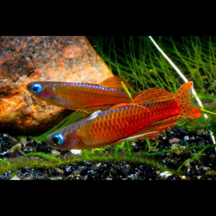 Jual Paskai Pseudomugil Luminatus Red - Kota Depok - aQuascapelaris ...