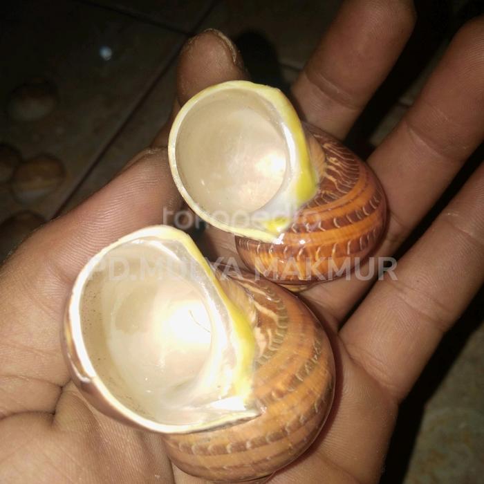 Jual cangkang keong batik - (keong petholatus) - Jakarta Timur - PD ...