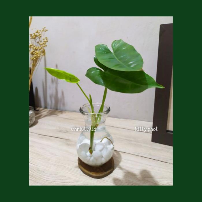 Jual 0(BIG-Paket lengkap aesthetic decor) Tanaman Air/ Botol ...