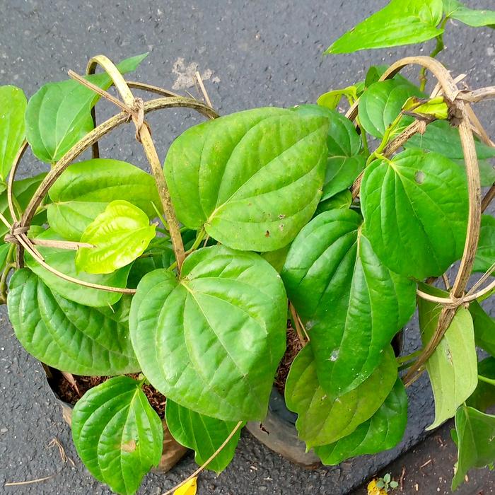 Jual Sirih Hijau Rimbun-tanaman Pohon Sirih-daun Sirih Hijau-bibit ...