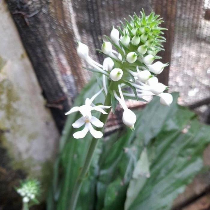 Jual Anggrek calanthe triplicata (anggrek tanah) - Kab. Lumajang ...
