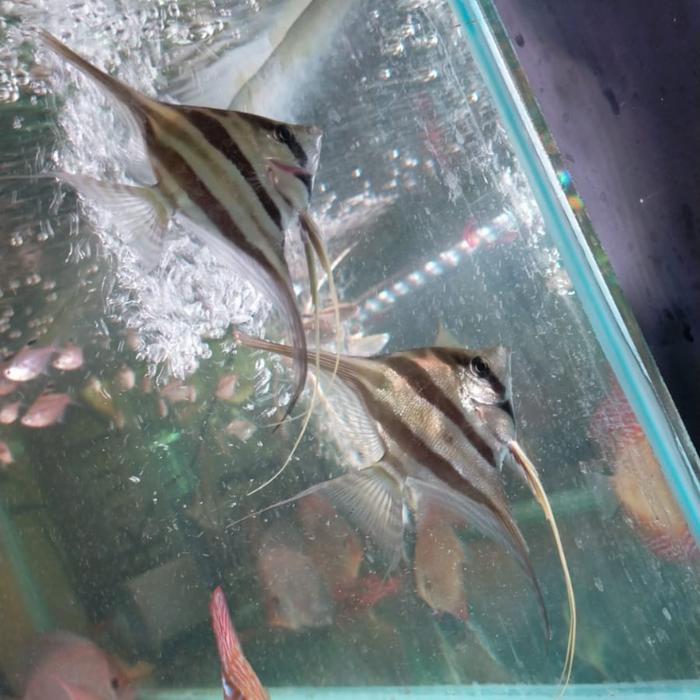 Jual manfish altum orinoco asli import, lebar 18 cm - Kota Semarang ...