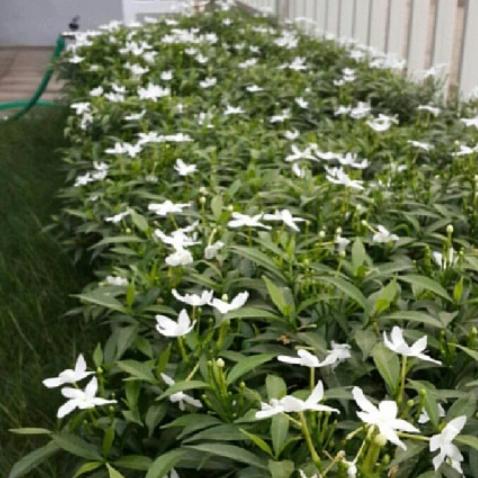 Jual tanaman rombusa/tanaman hias rombusa/tanaman peredu rombusa - Kab ...