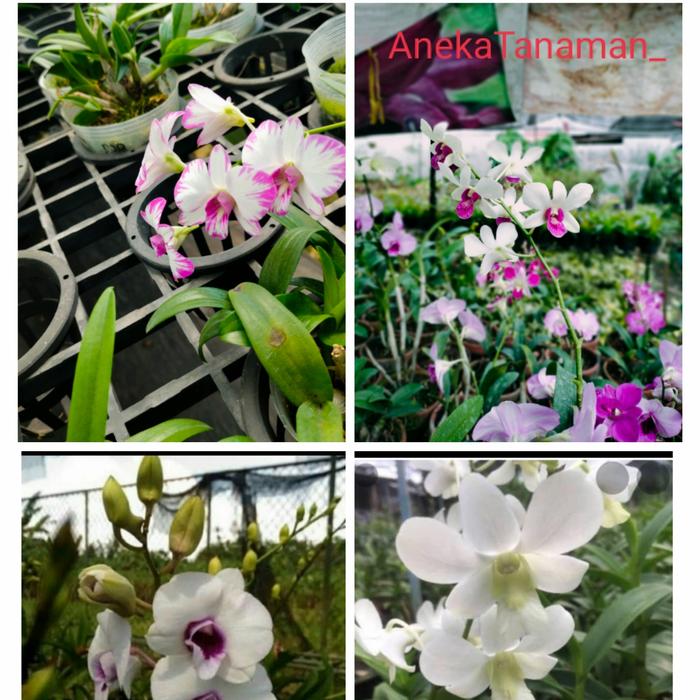 Jual Paket 4 Anggrek dendrobium wonleng,enobi,snowhite,putih lidah ungu ...