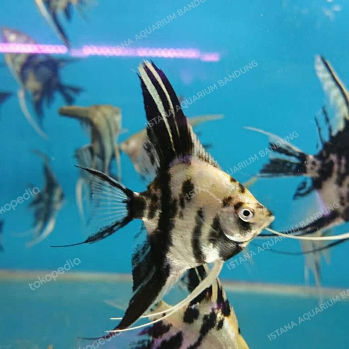 Jual ikam manfish tri colour - Kota Bandung - ISTANA AQUARIUM BANDUNG ...