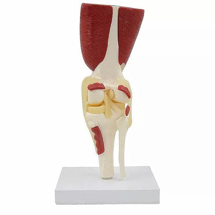 Jual Model Anatomi Otot Lutut Manusia Human Knee Muscle Anatomy ...