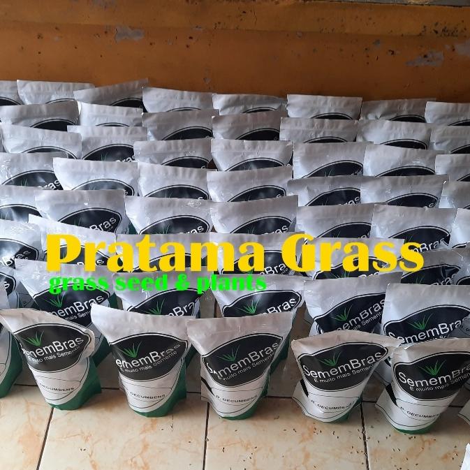 Jual benih rumput brachiaria decumben-bibit benih rumput pakan ternak ...