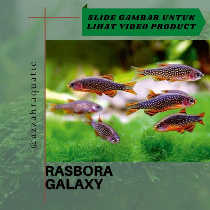 Jual Rasbora Galaxy / Danio Margaritatus - Ikan Hias Aquascape ...