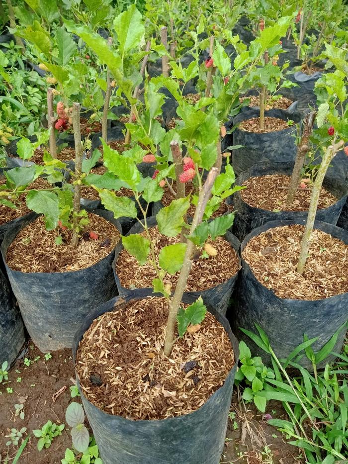 Jual Bibit Pohon Mulberry Buah Mulbery Murbei Merah Hitam Daun Ulat ...