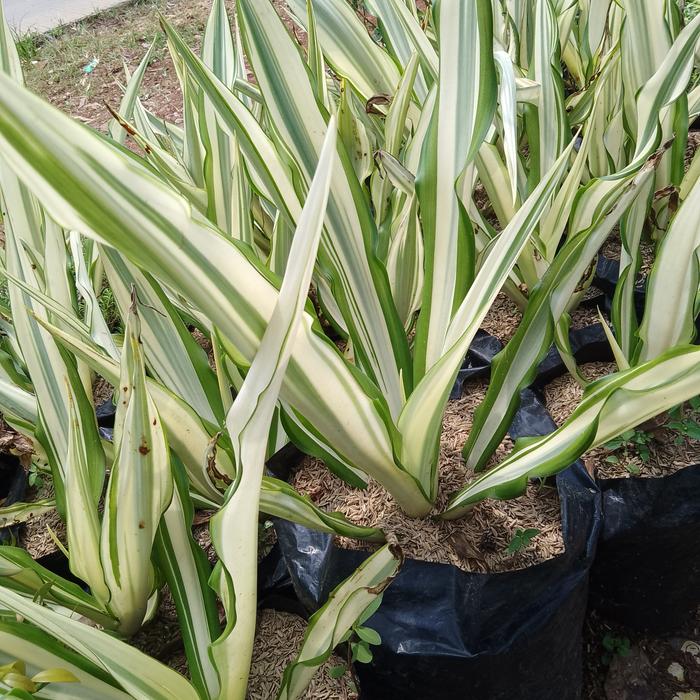 Jual Tanaman hias Bunga Agave/agape hijau putih Parigata furcraea foetida - Kab. Bogor - Uwais ...
