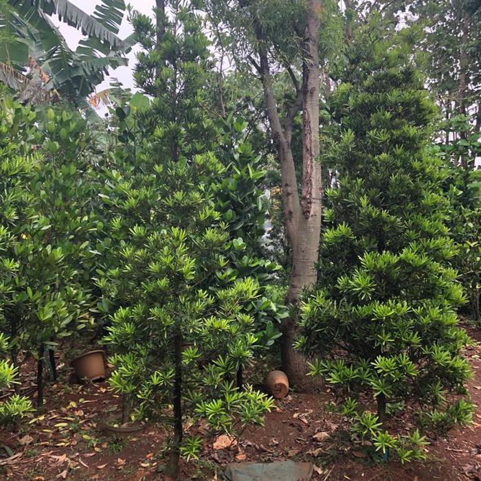 Jual Pohon Lohansung Taiwan Uk 3 M Free Ongkir - Kab. Bogor - Green ...