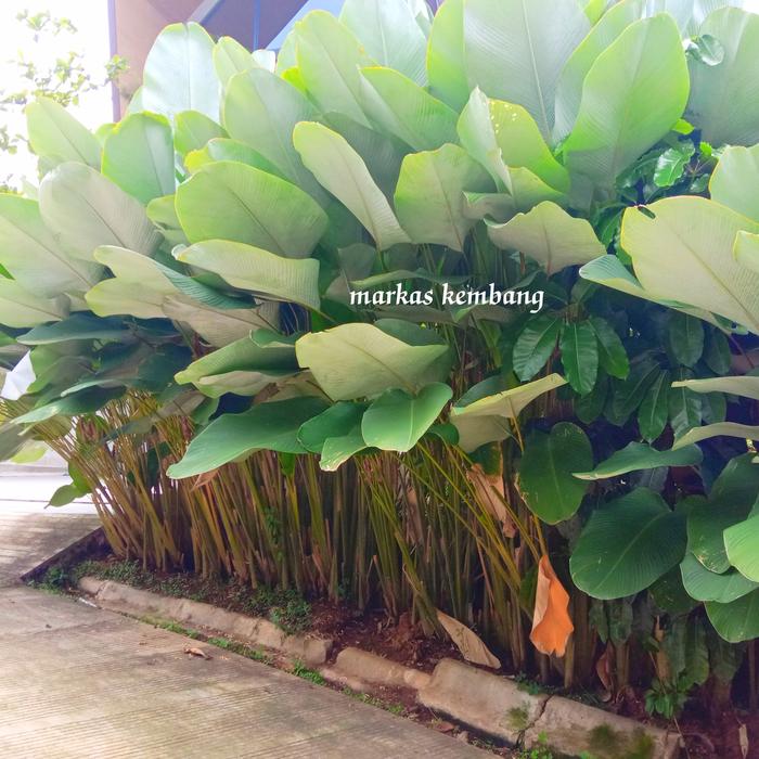 Jual Tanaman Hias Calathea Lutea atau Calathea Pisang - Kab. Bandung ...